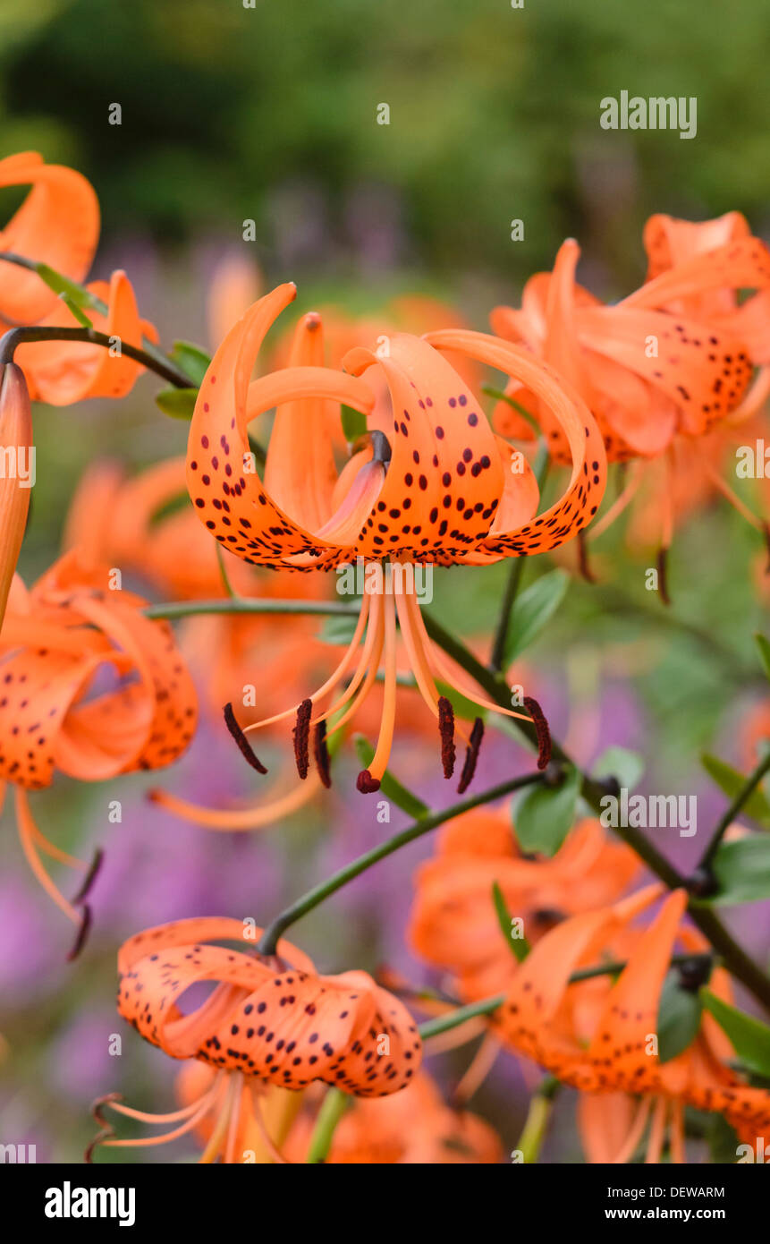 Tiger lily (Lilium lancifolium 'Splendens' syn. Lilium tigrinum ...