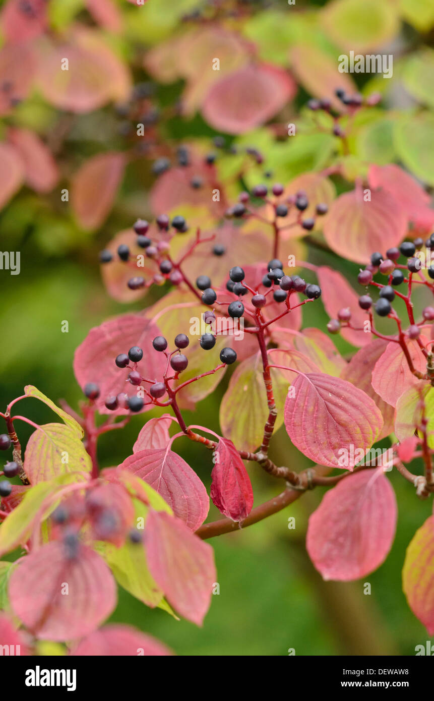 Pagoda dogwood (Cornus alternifolia Stock Photo - Alamy