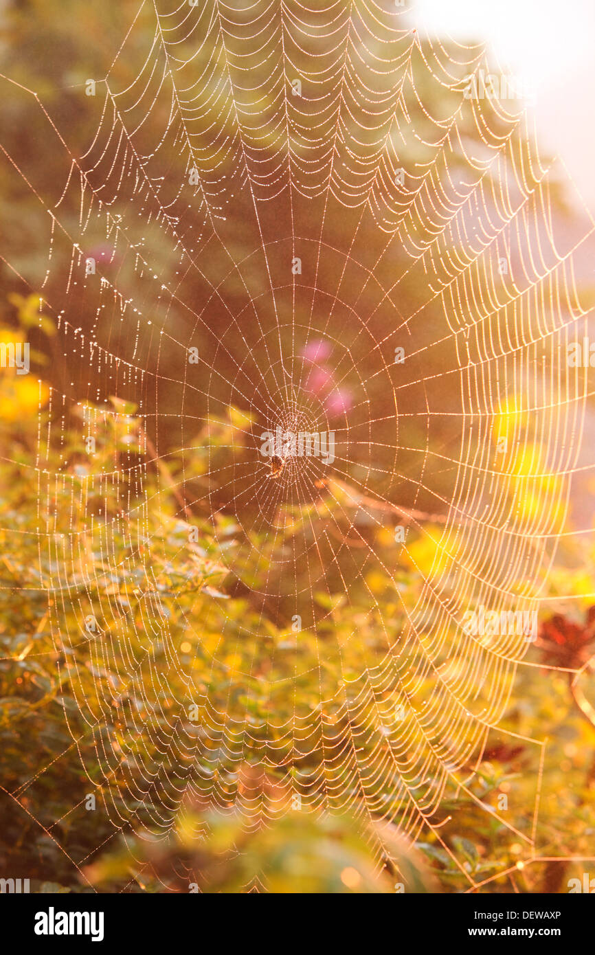 A spiders web in early morning autumn sunshine Stock Photo - Alamy