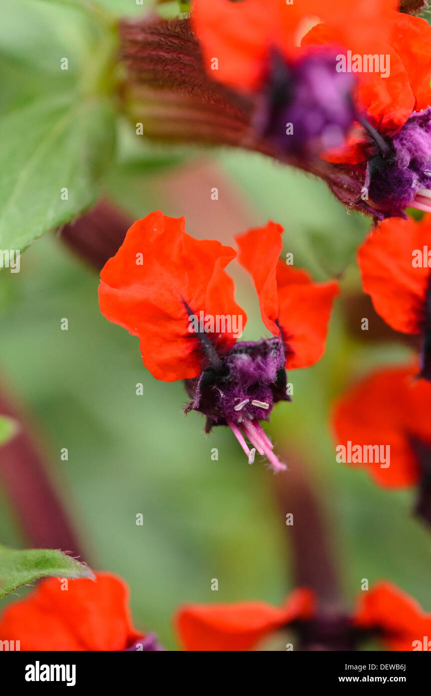 Bat-faced cuphea (Cuphea llavea 'Tiny Mice' Stock Photo - Alamy