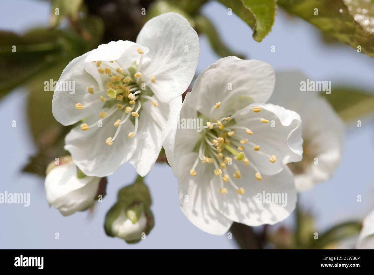 Prunus stella hi-res stock photography and images - Alamy