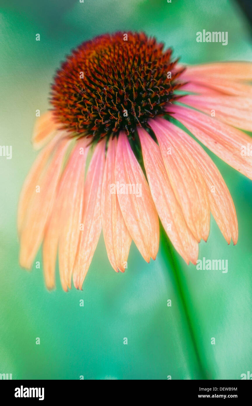 Orange Coneflower, Echenacea hybrid Stock Photo - Alamy