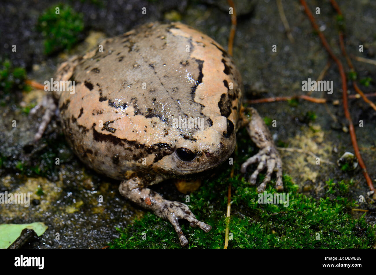 beautiful female Painted Bullfrog (Kaloula pulchra) on the ground Stock ...