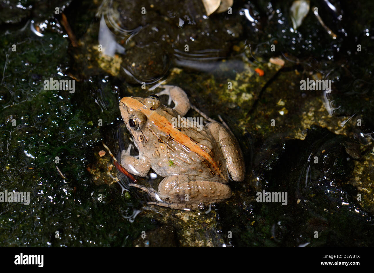 beautiful male Rice Field Frog (Fejervarya limnocharis) on the ground ...