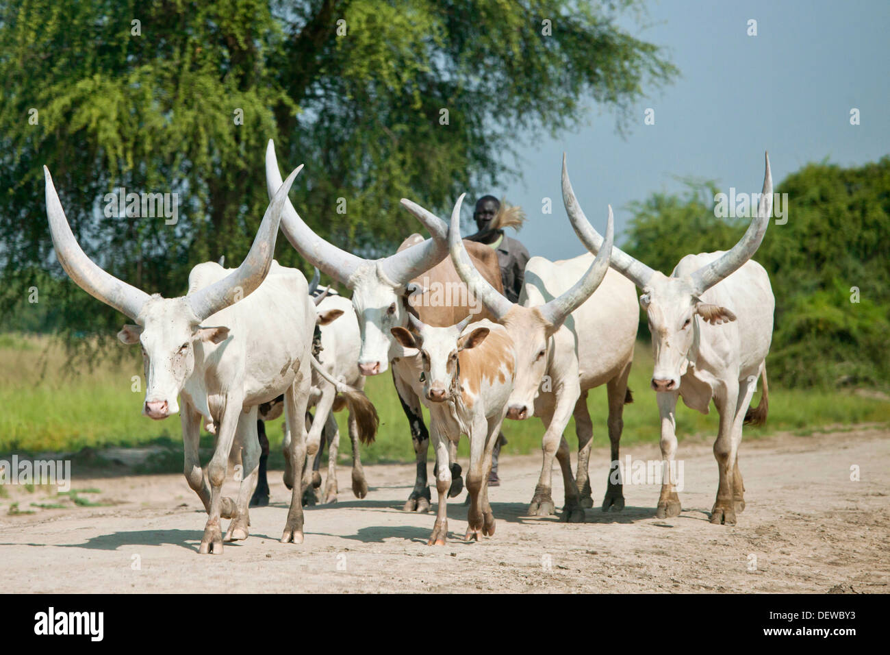 Dinka hi-res stock photography and images - Alamy
