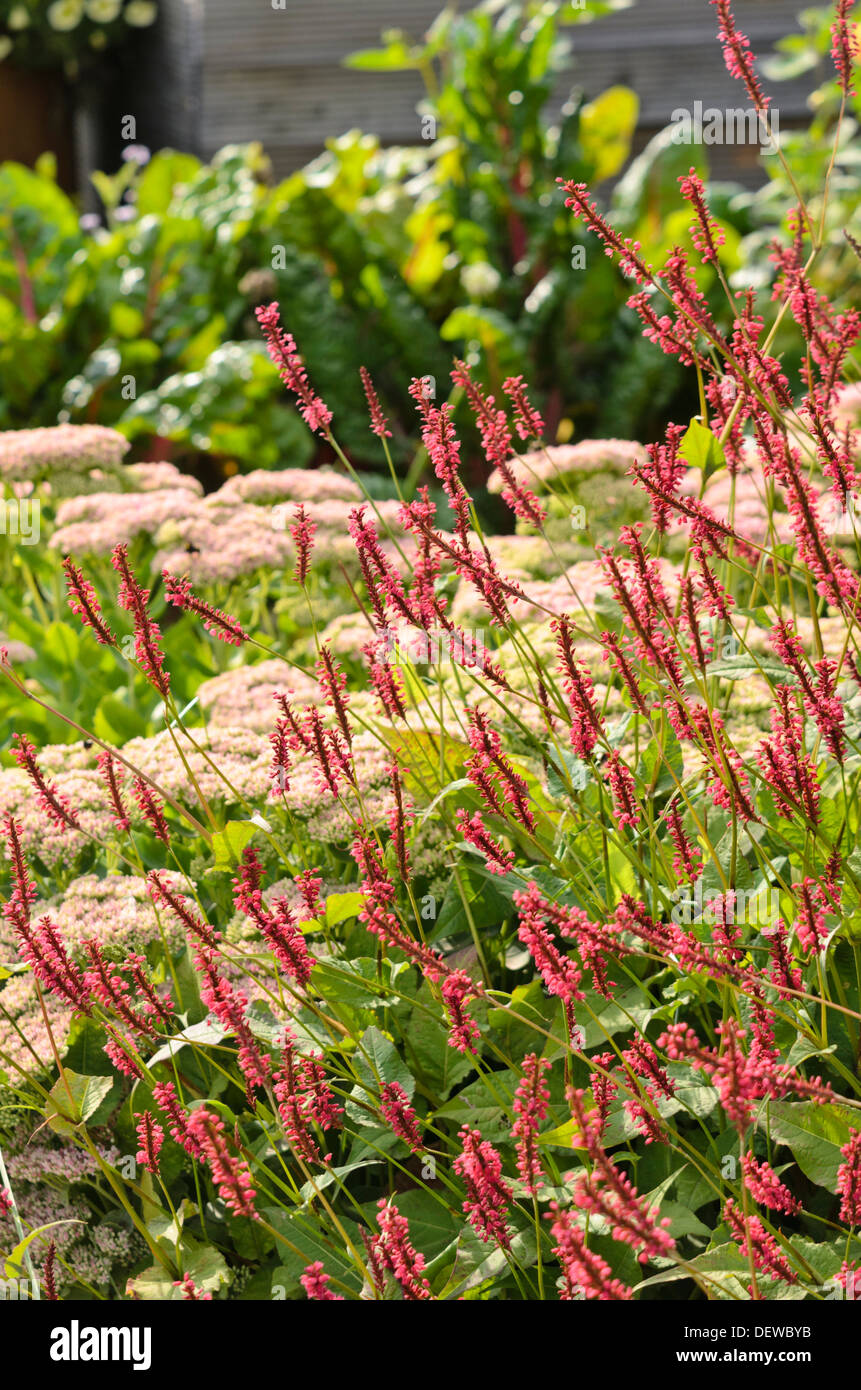 Flowering mountain knotgrass hi-res stock photography and images - Alamy