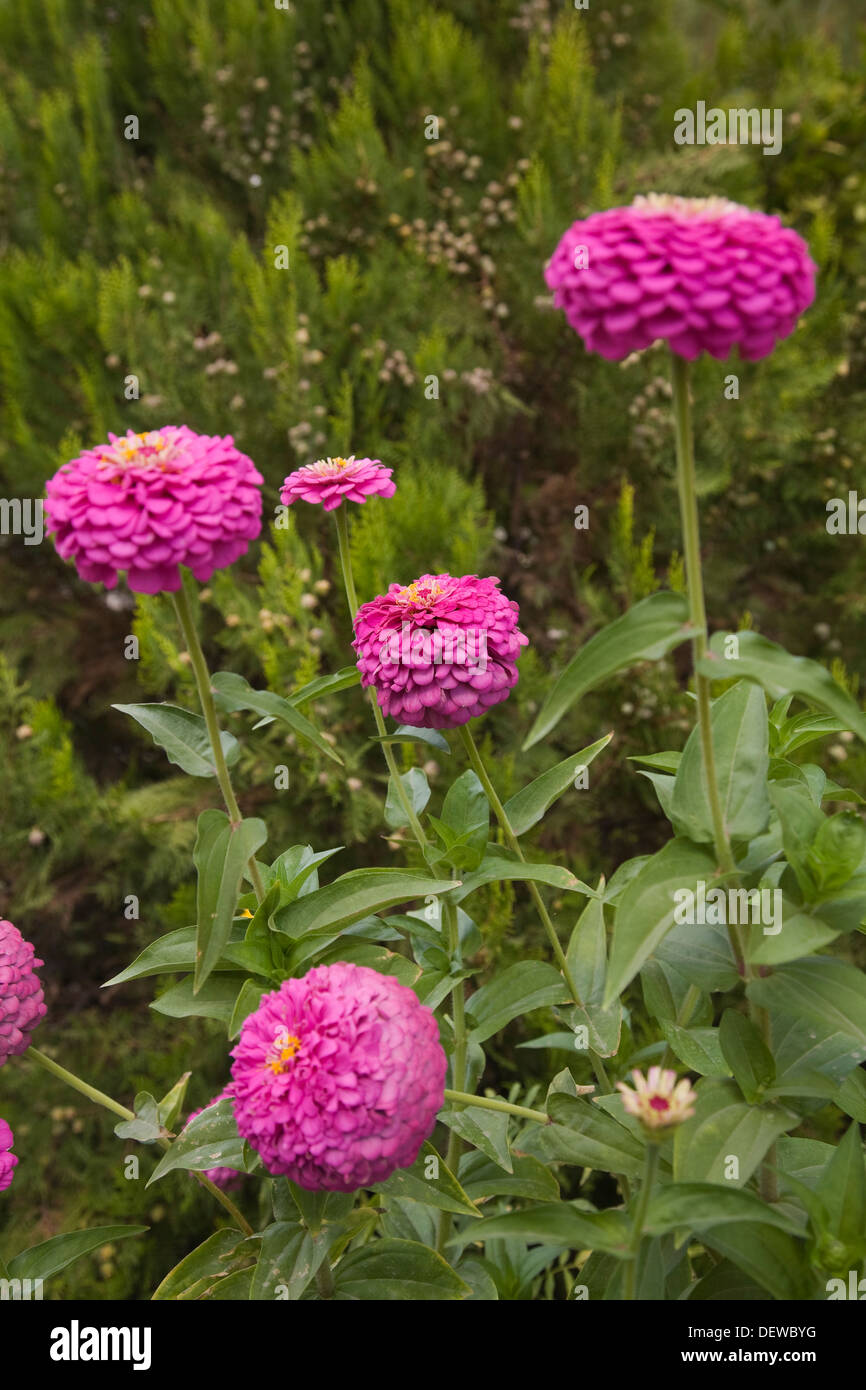 Globe shaped flowers hi-res stock photography and images - Alamy