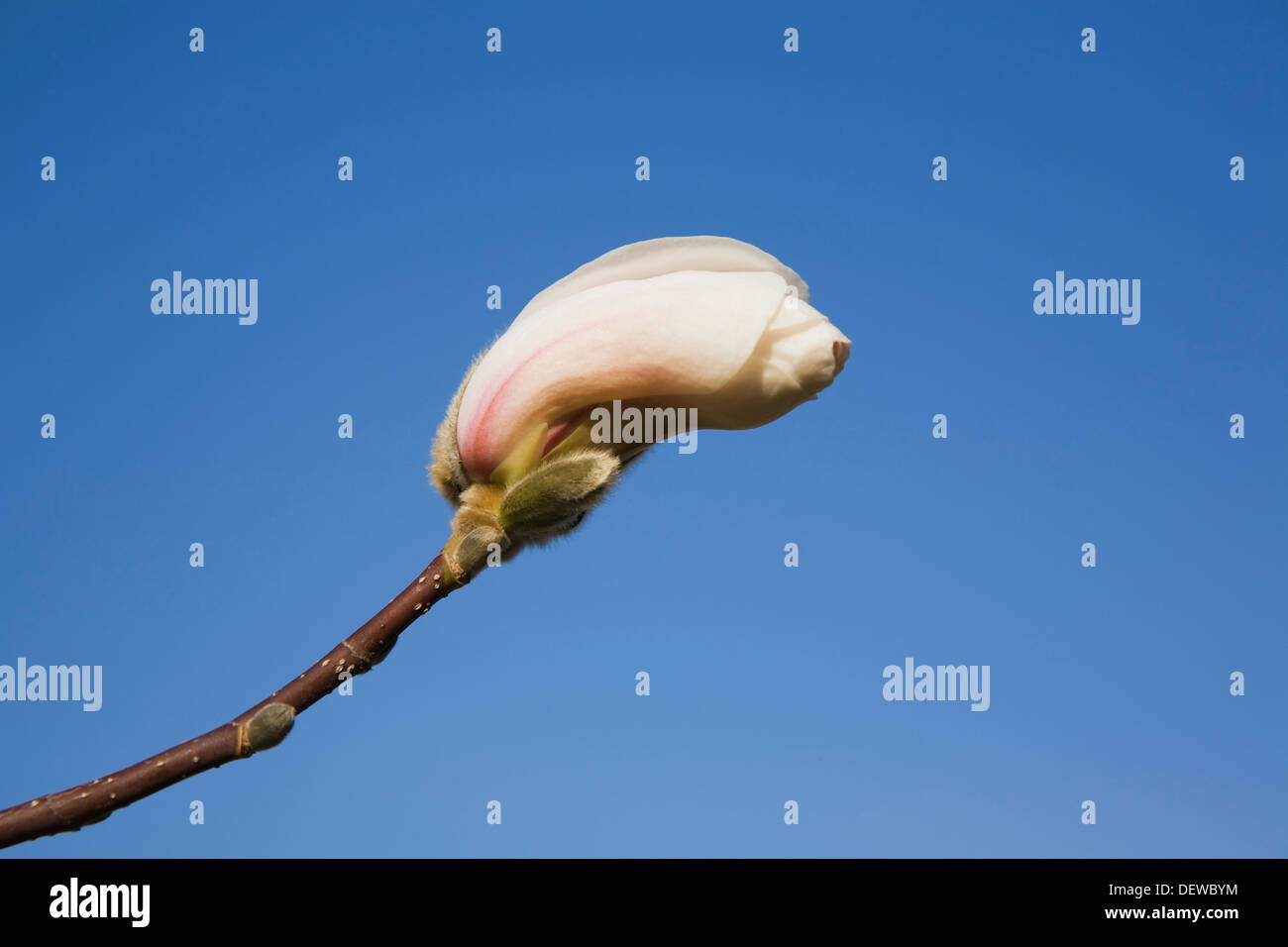 Montreal Quebec Canada Magnolia Tree High Resolution Stock Photography ...
