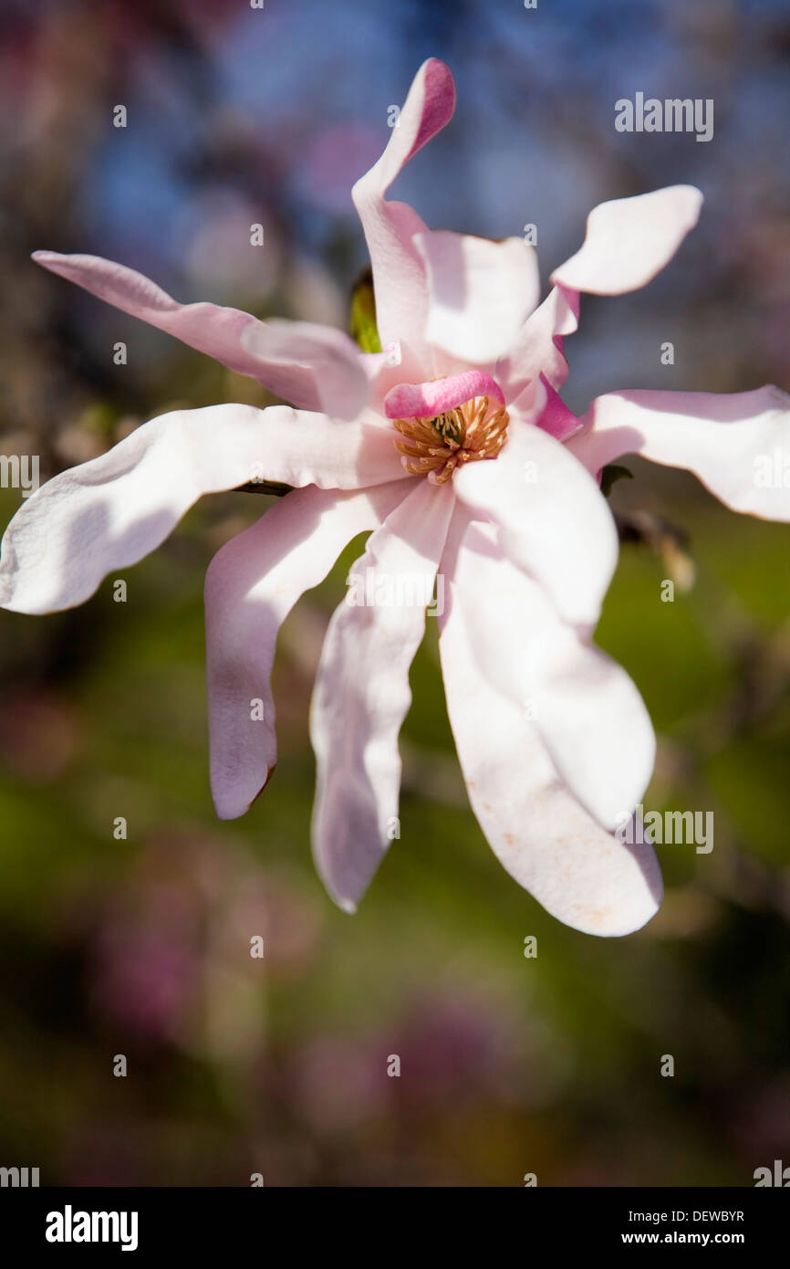 Montreal quebec canada magnolia tree hi-res stock photography and ...