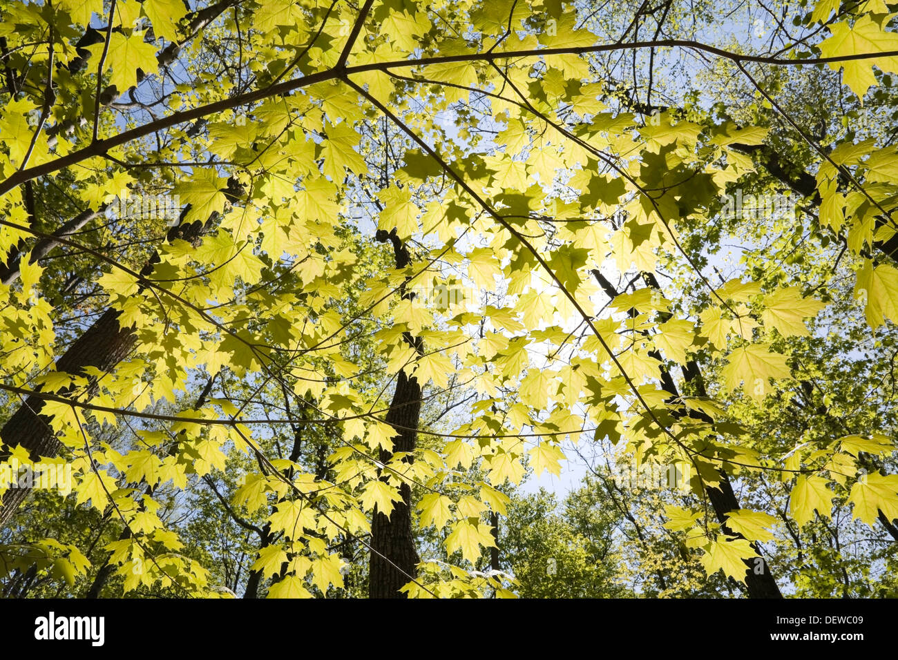 Sunburst tree hi-res stock photography and images - Alamy