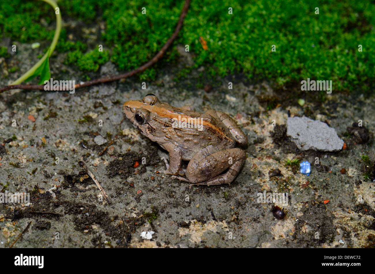 beautiful male Rice Field Frog (Fejervarya limnocharis) on the ground ...