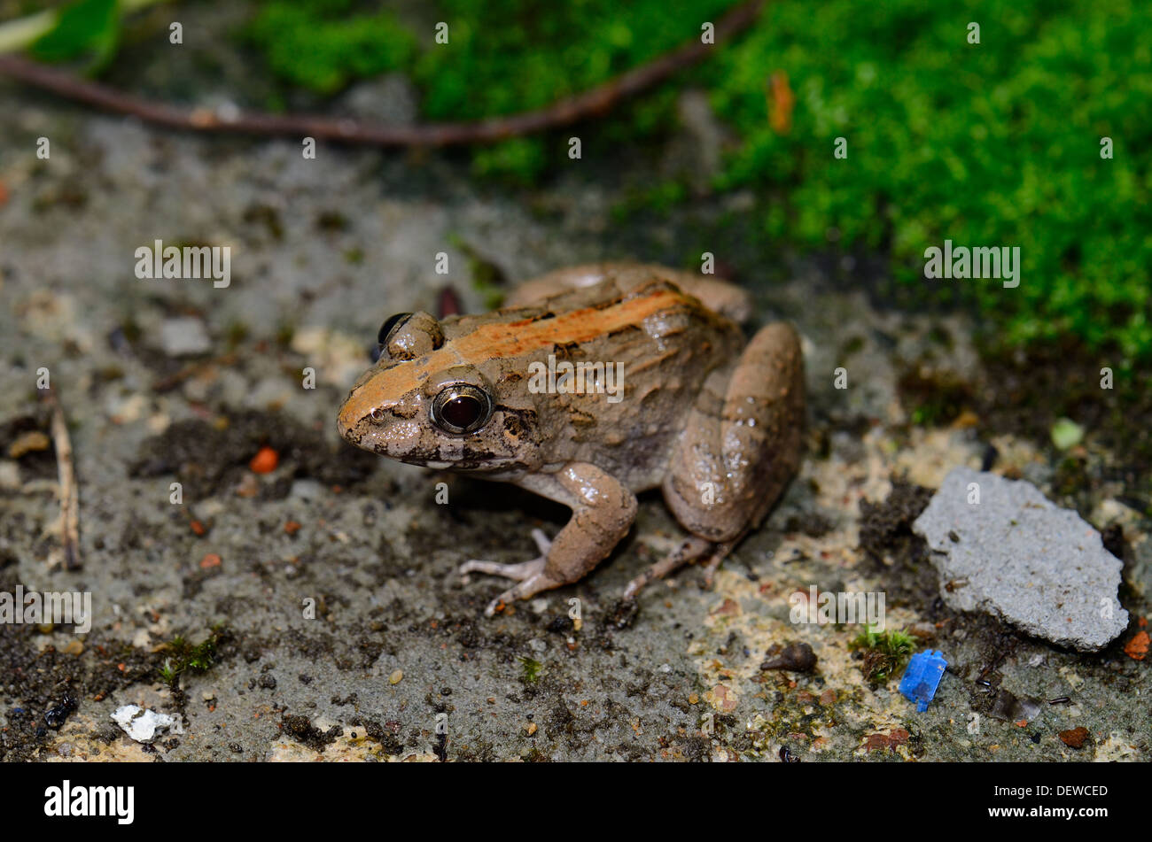 beautiful male Rice Field Frog (Fejervarya limnocharis) on the ground ...