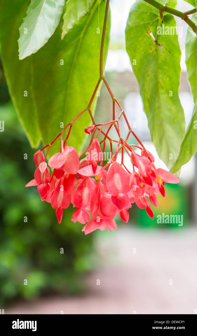 Begonia flowers background background hi-res stock photography and ...