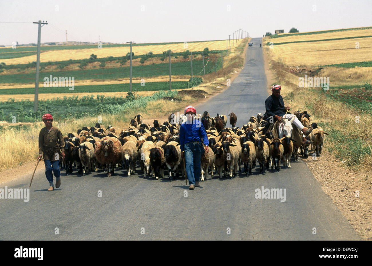 Shepherd syria sheep hi-res stock photography and images - Alamy