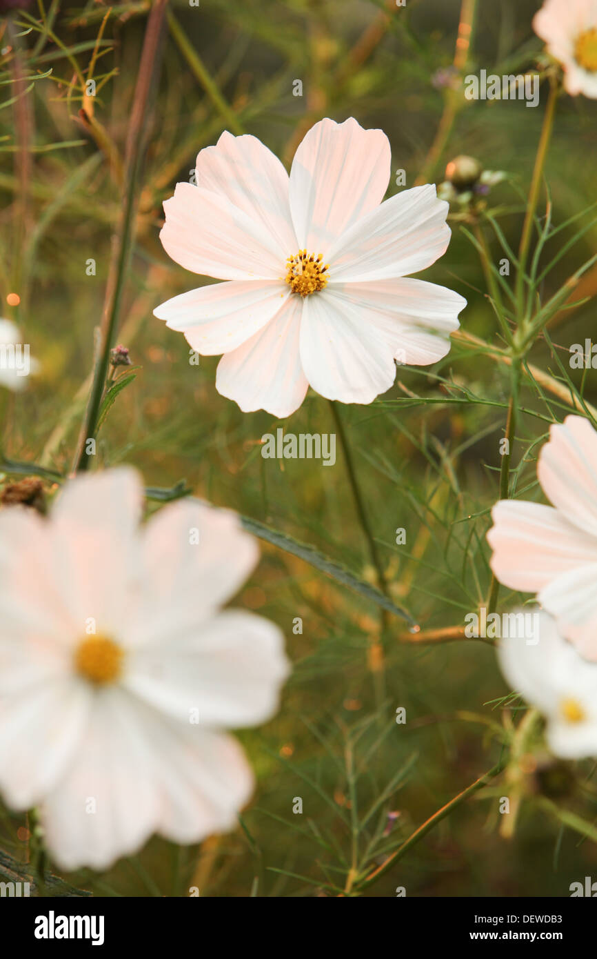 Cosmos bipinnatus Purity flowers Stock Photo - Alamy