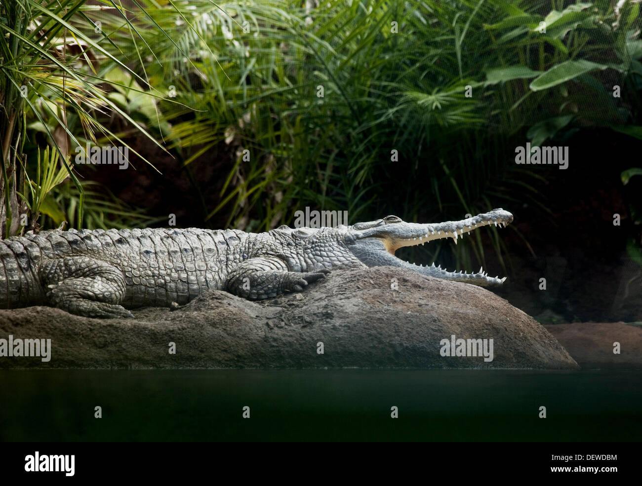 Orinoco crocodile hi-res stock photography and images - Alamy