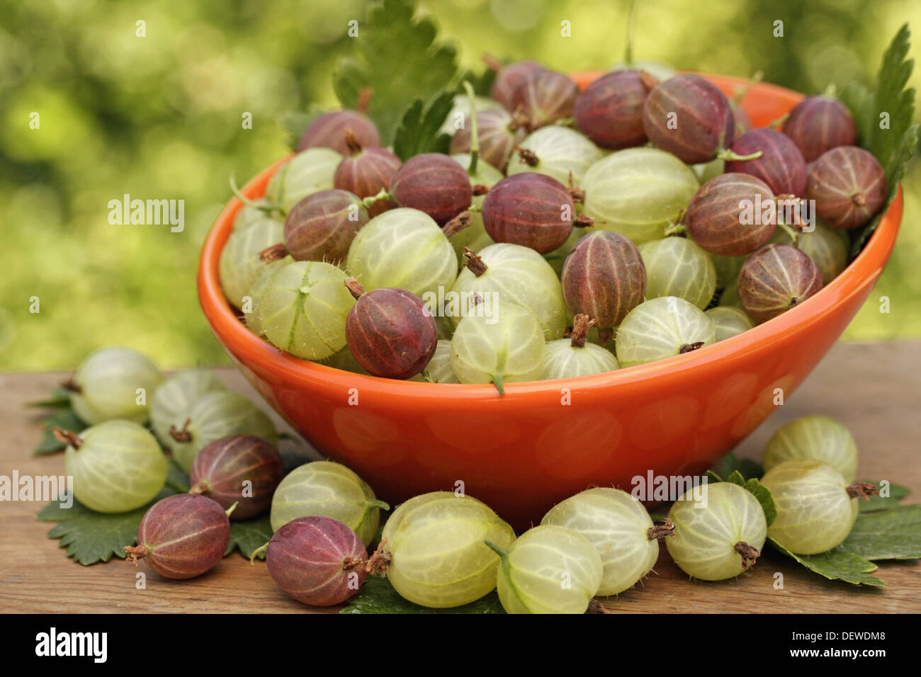 Ribes grossularia hi-res stock photography and images - Alamy