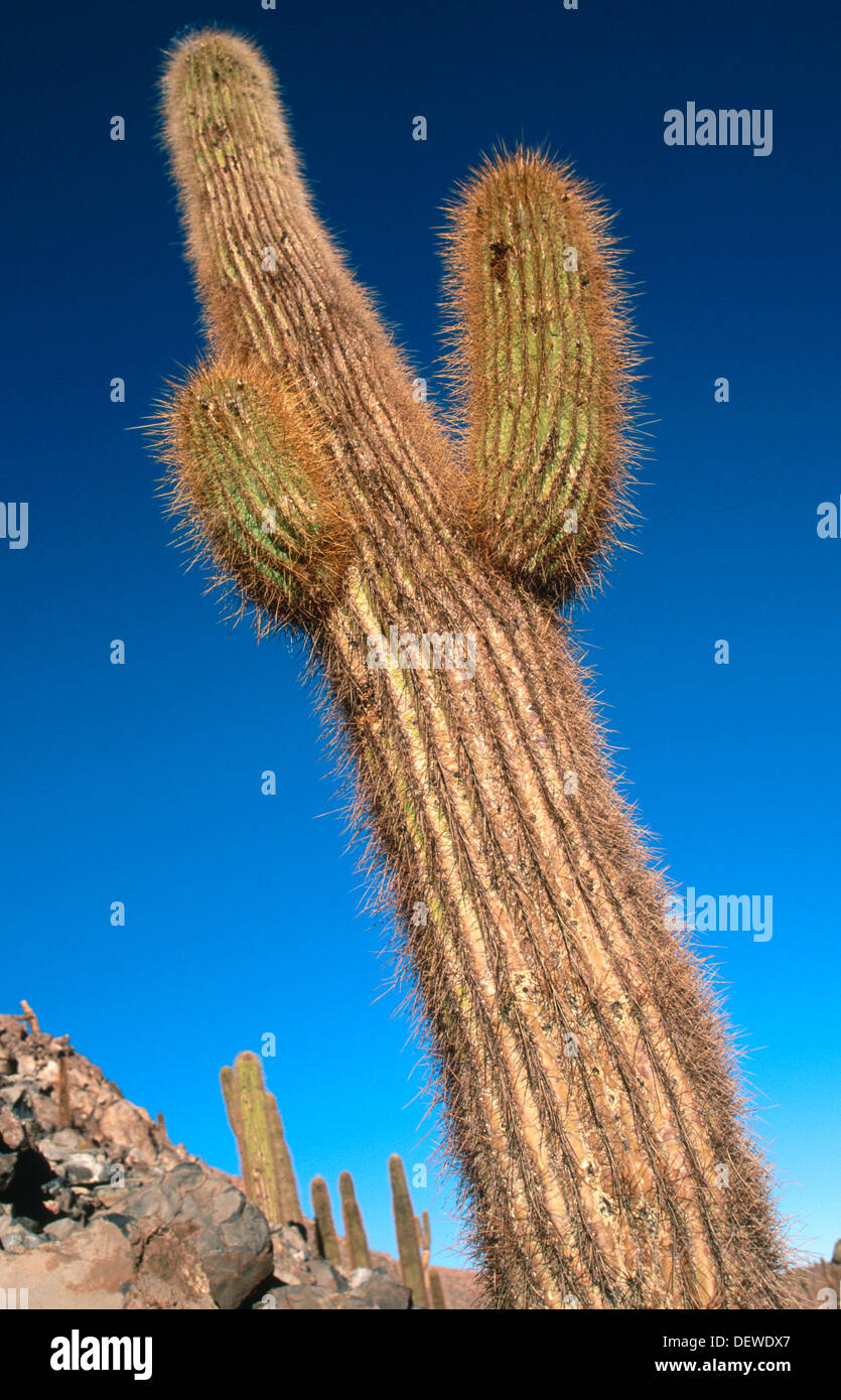 Cactus from the atacama desert hi-res stock photography and images - Alamy