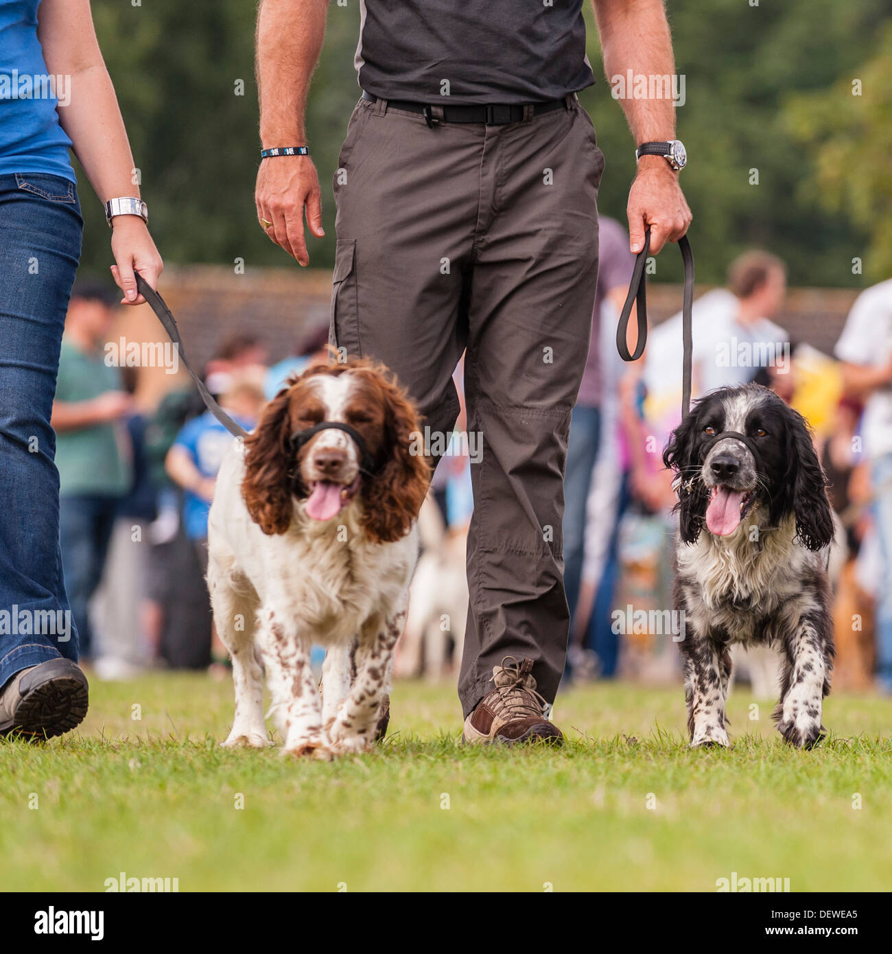 Springer spaniels uk hi-res stock photography and images - Alamy
