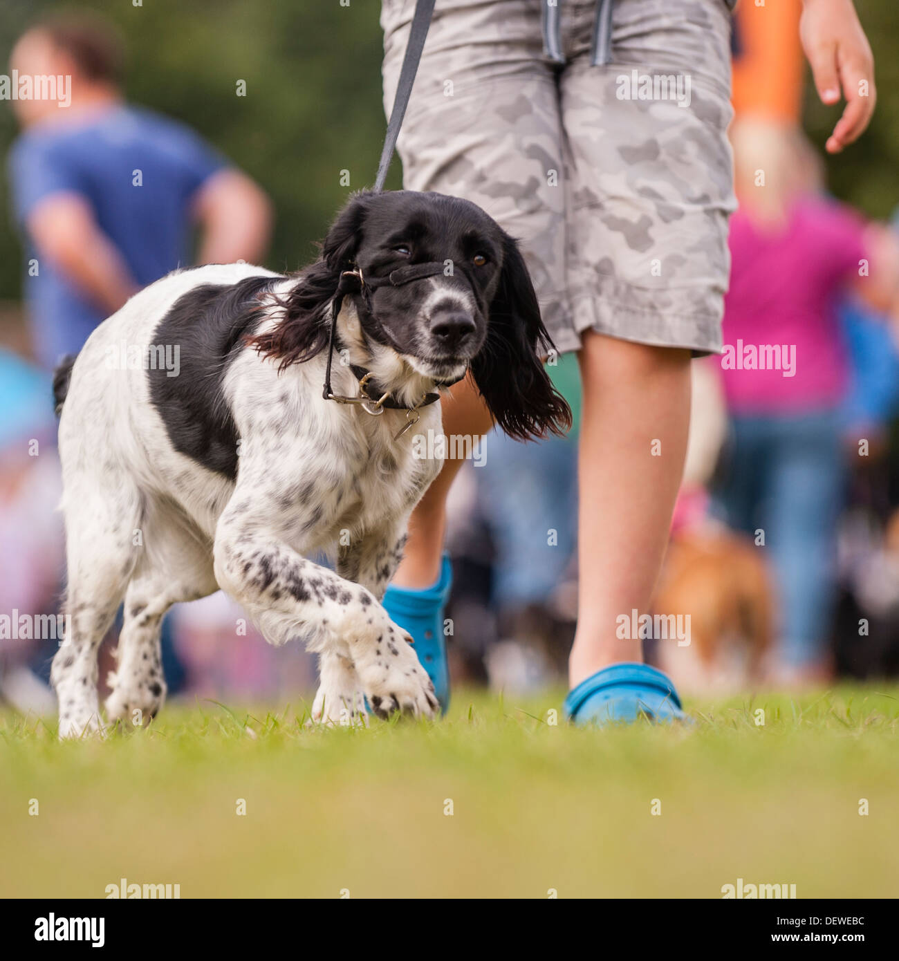 A boy with his dog at The All About Dogs Show at the Norfolk Showground ...