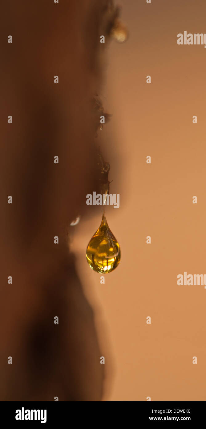 A drop of resin forming from a tree trunk Stock Photo - Alamy