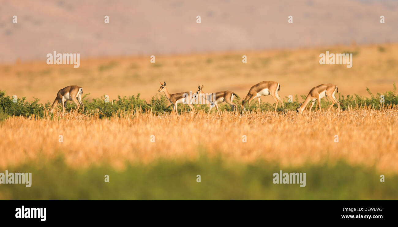 A herd of Mountain Gazelle (Gazella gazella). The Mountain gazella is ...