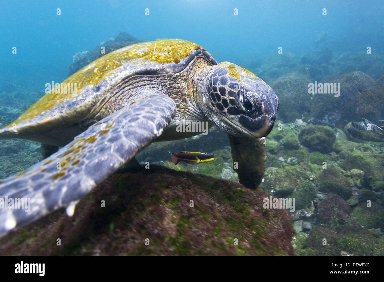 Sea turtle underwater mating hi-res stock photography and images - Alamy