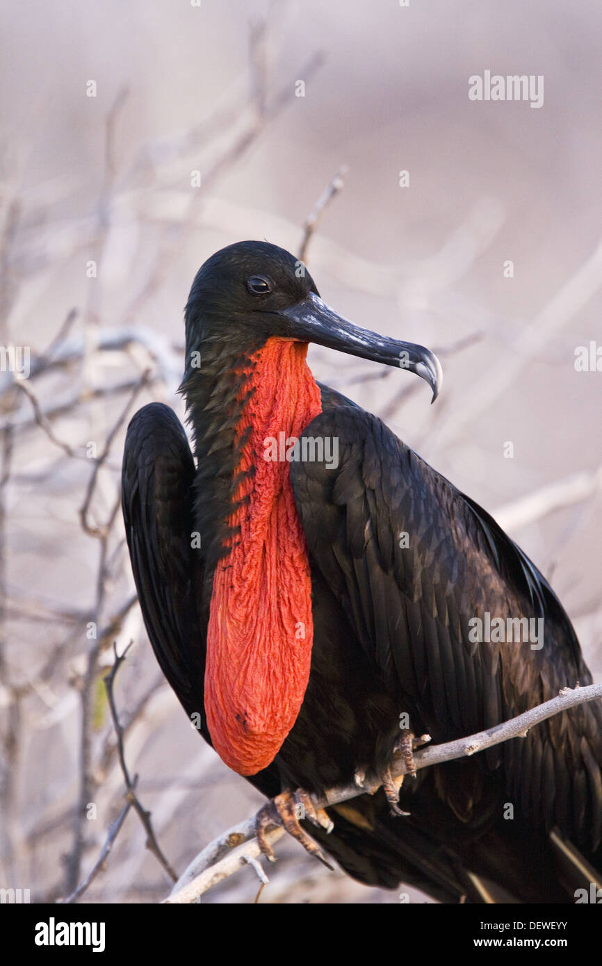 Adult male great frigate bird (Fregata minor) with deflated gular on ...