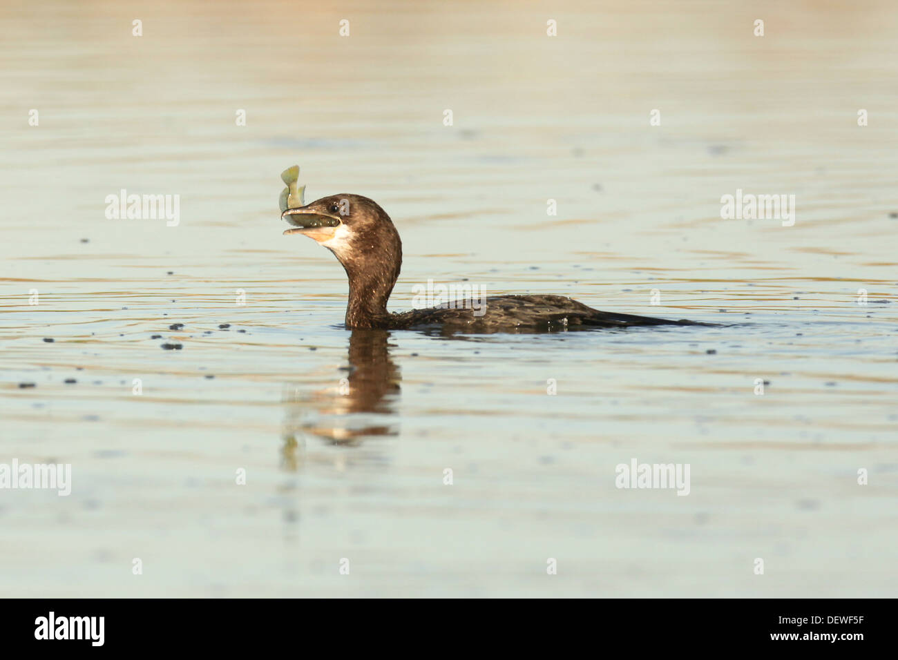 The Pygmy Cormorant (Microcarbo pygmeus Syn Phalacrocorax pygmaeus ...