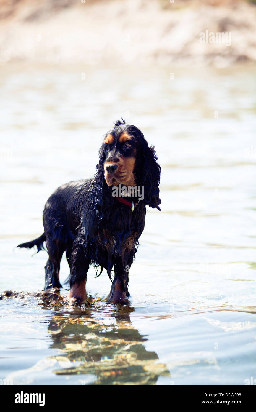 English cocker spaniel in water hi-res stock photography and images - Alamy