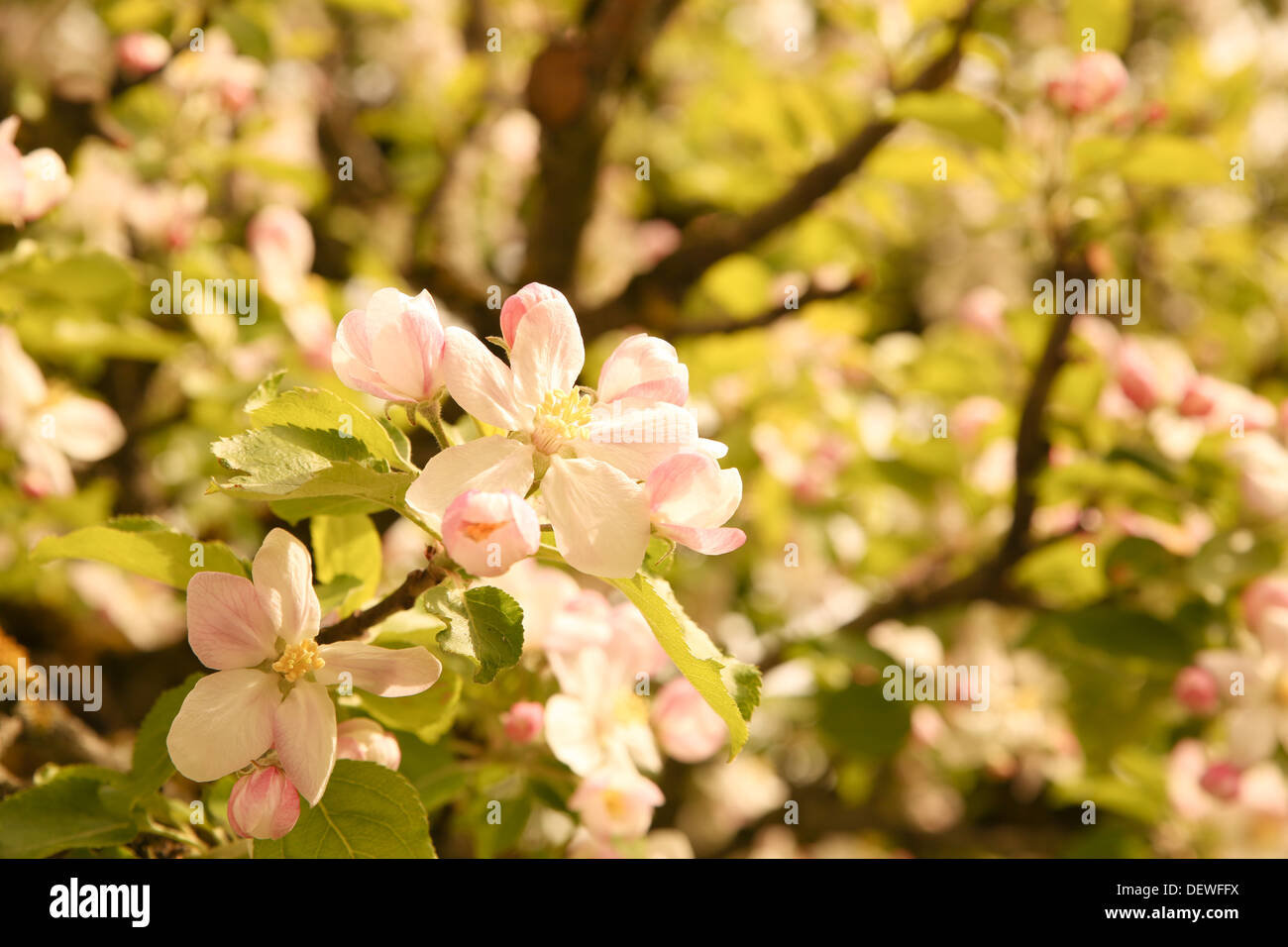 A blooming Apple tree in spring Stock Photo - Alamy