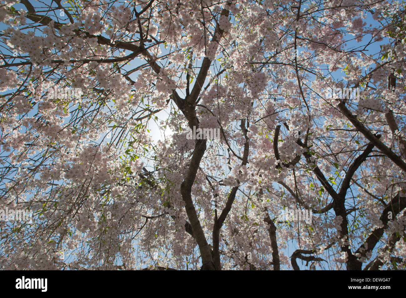 JAPANESE CHERRY BLOSSOMS ALLEGHENY COUNTY PENNSYLVANIA USA Stock Photo ...
