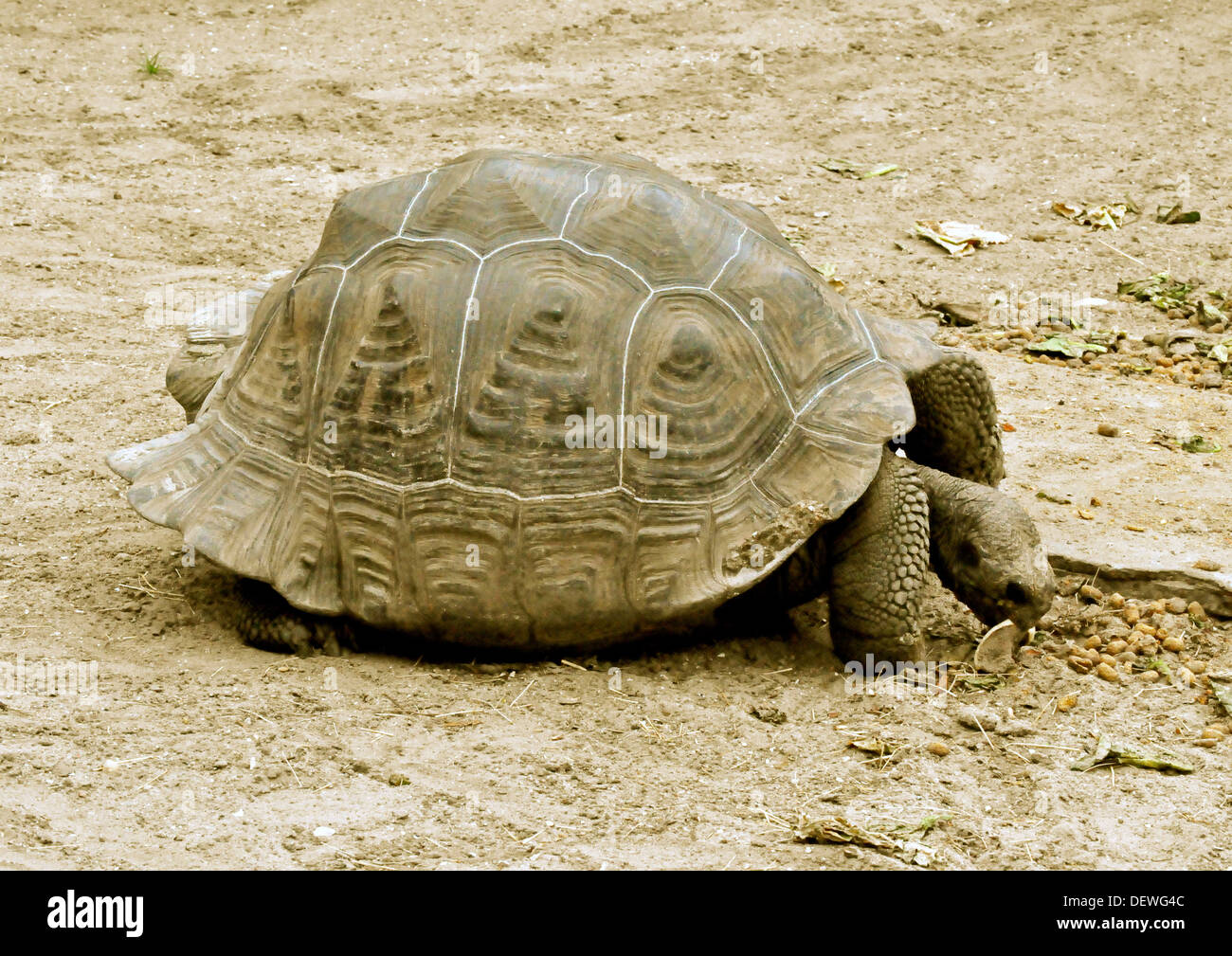 Very old tortoise hi-res stock photography and images - Alamy