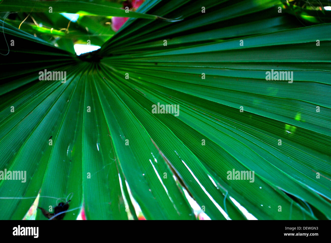Palmetto fronds hi-res stock photography and images - Alamy