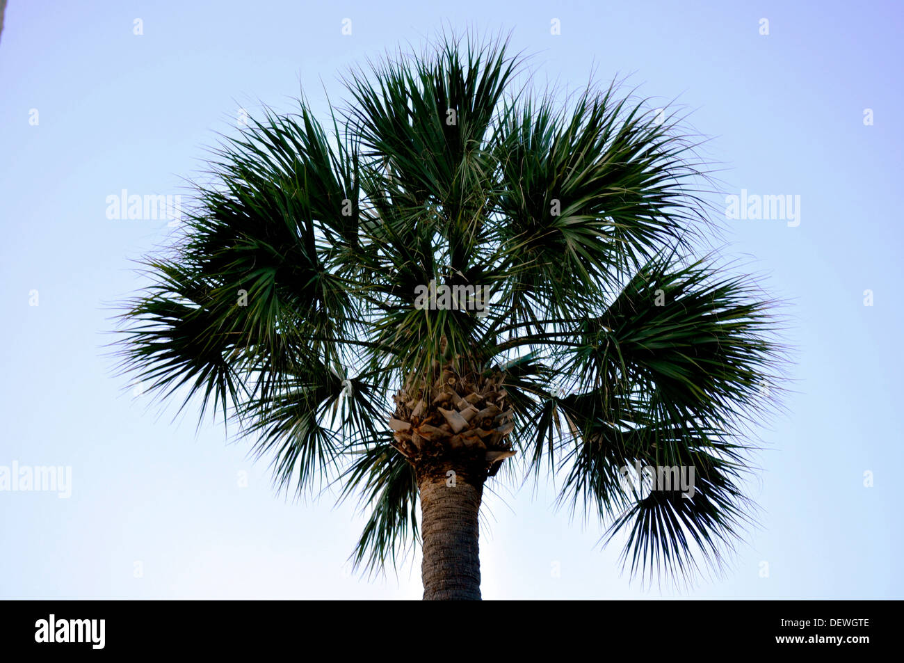 Palmetto fronds hi-res stock photography and images - Alamy
