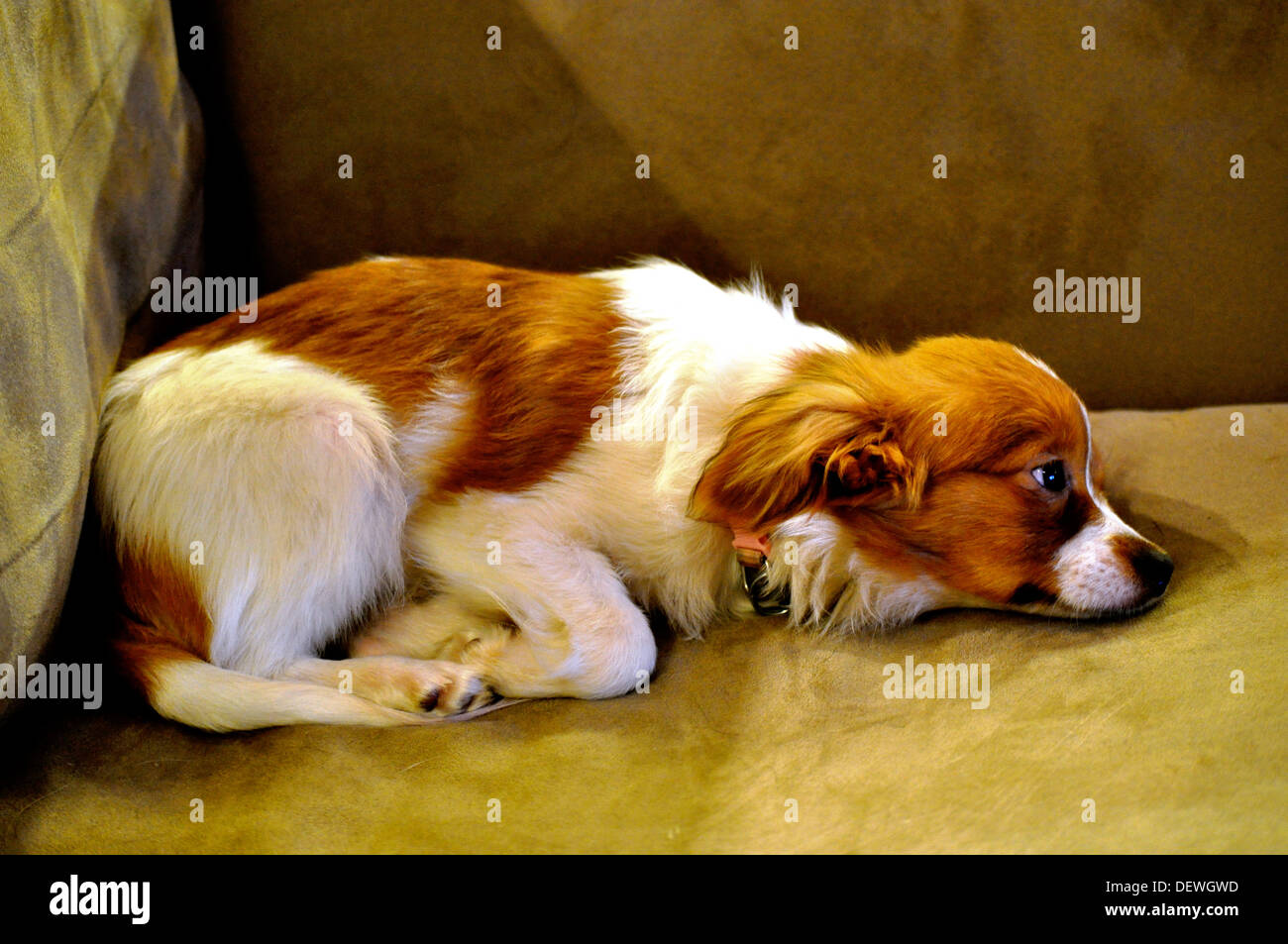 Papillon rescue hi-res stock photography and images - Alamy