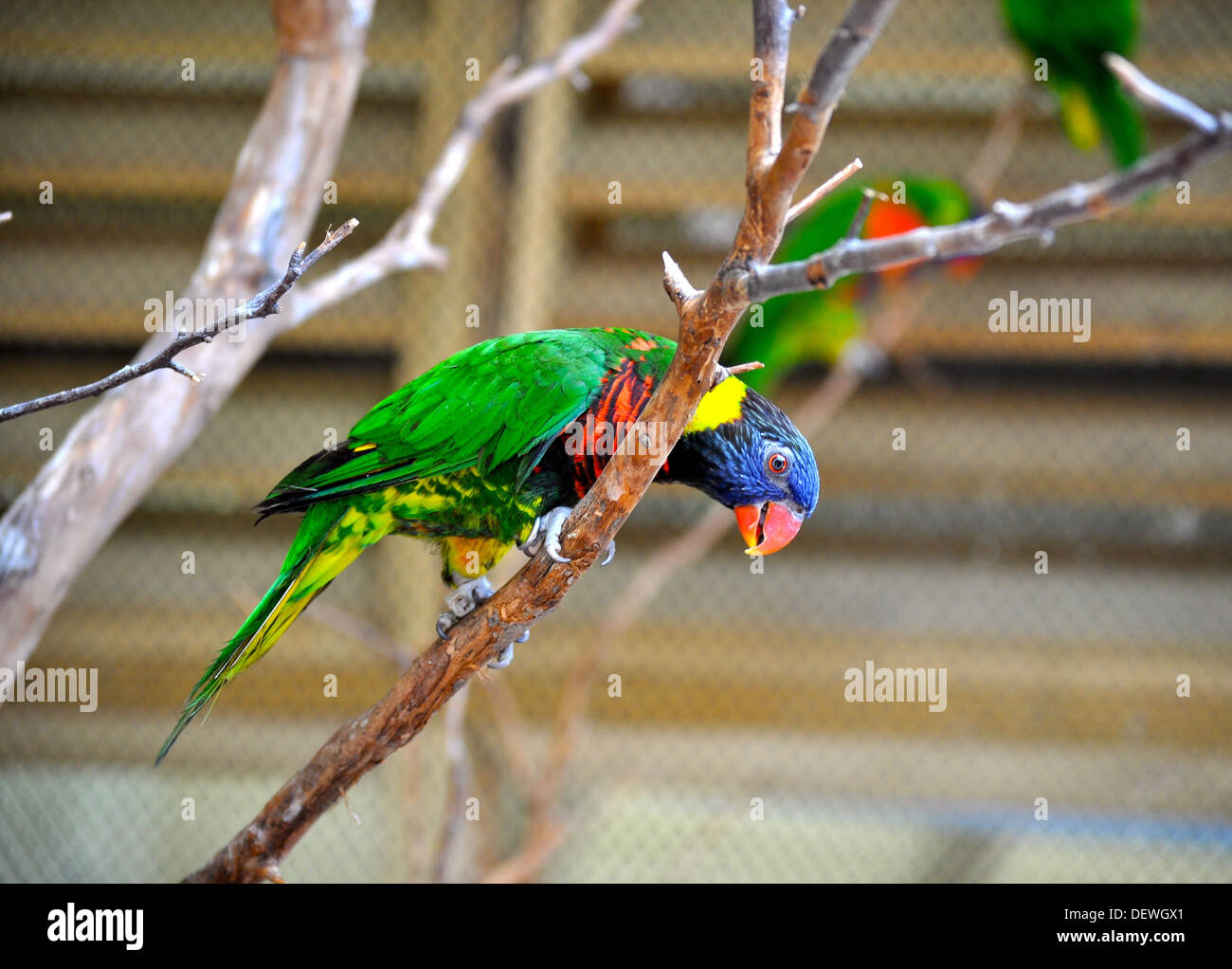 Parakeet budgies hi-res stock photography and images - Alamy