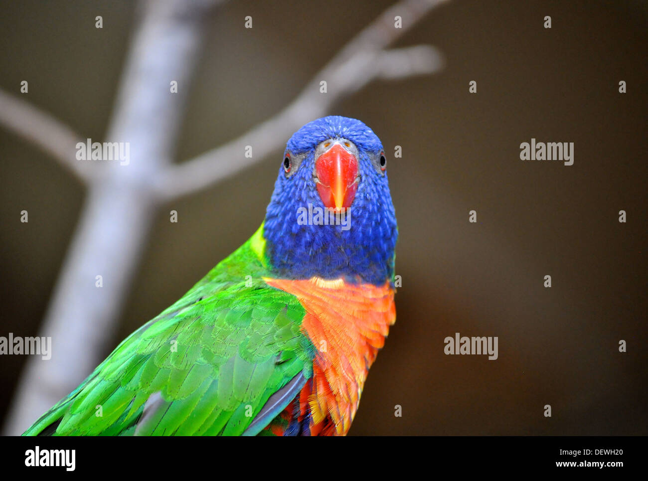 Parakeet budgies hi-res stock photography and images - Alamy