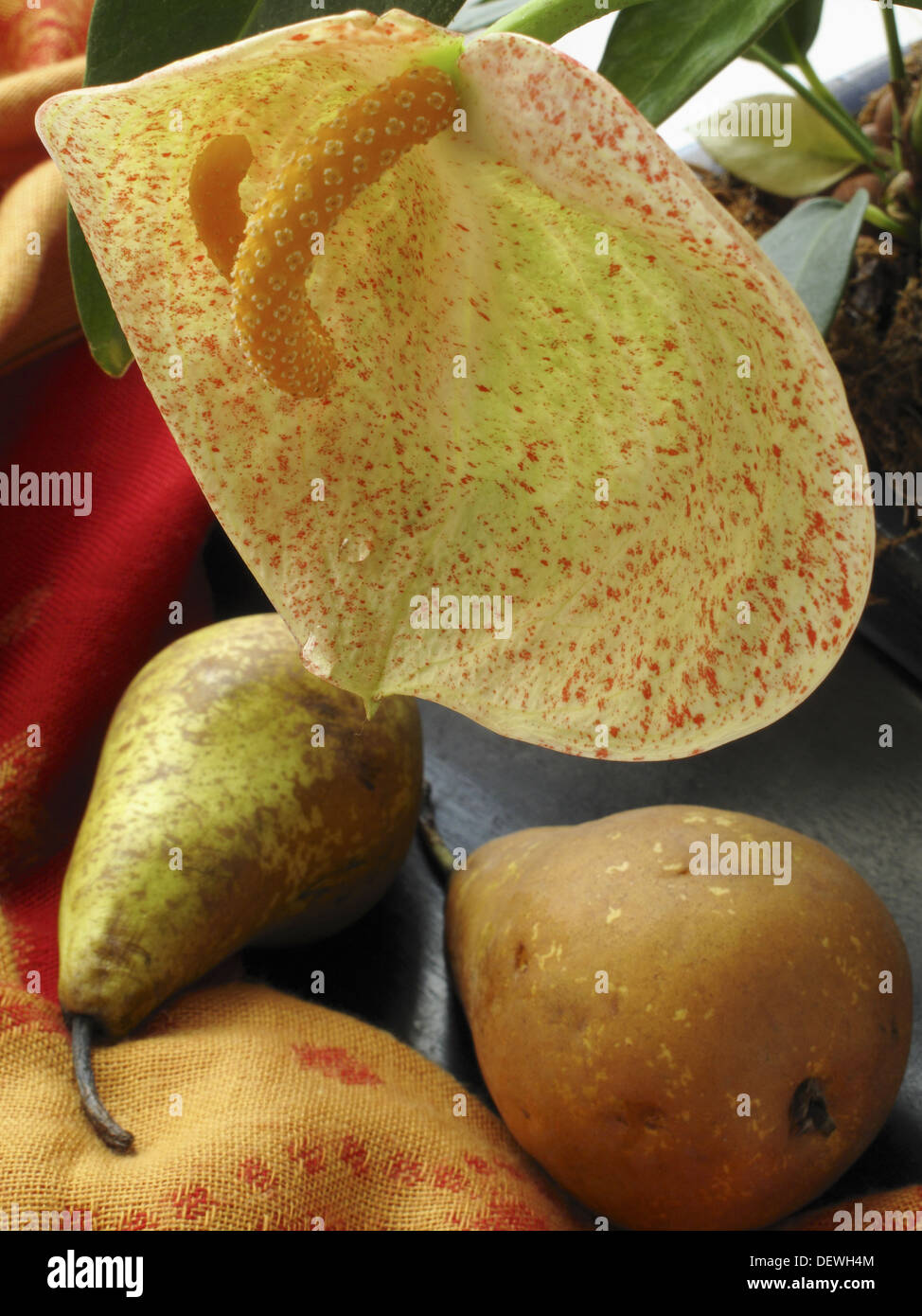 Conference pear flower hi-res stock photography and images - Alamy