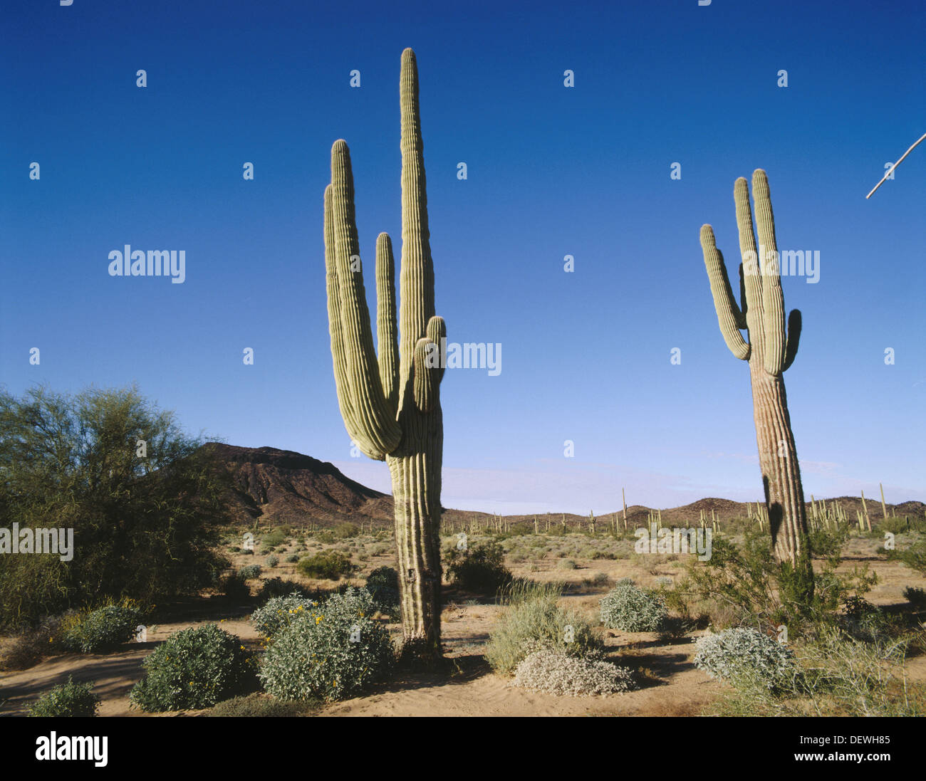 Pinacate and altar desert hi-res stock photography and images - Alamy