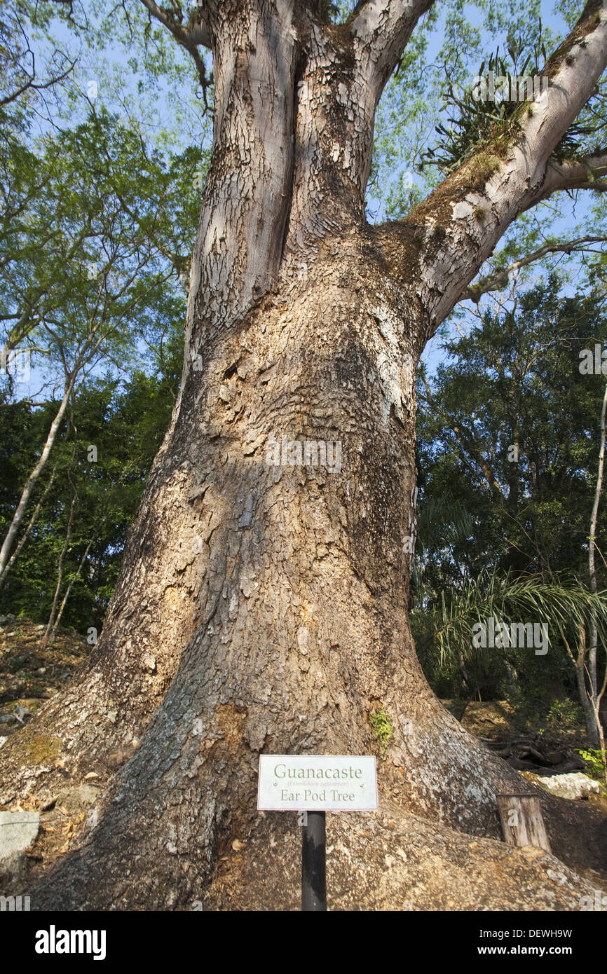 Guanacaste enterolobium cyclocarpum hi-res stock photography and images ...