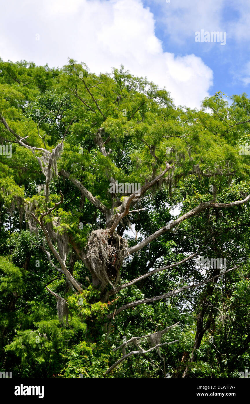 Falcon Nest High Resolution Stock Photography and Images - Alamy