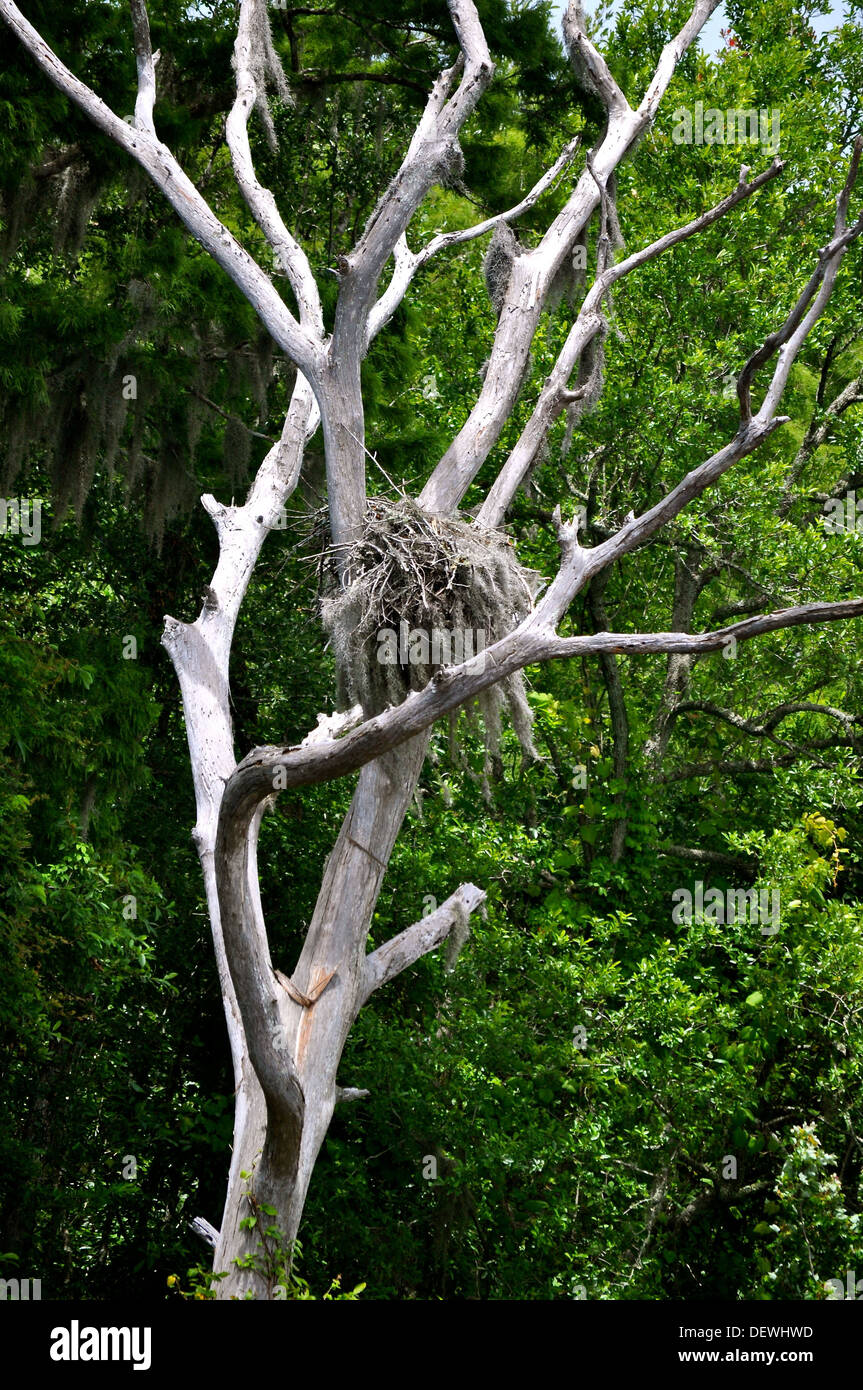 Peregrine Falcon Nest Stock Photo - Alamy