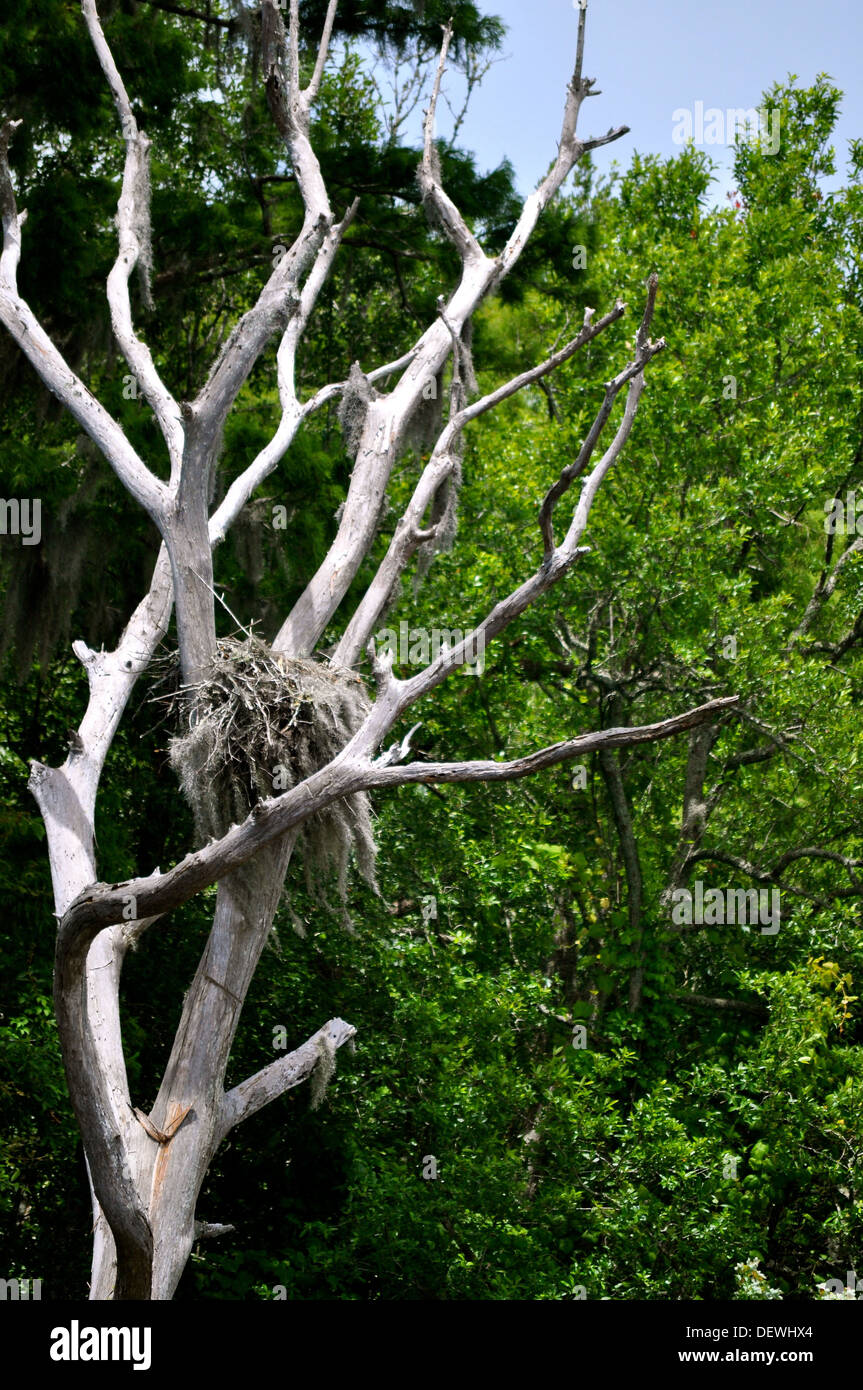 Peregrine Falcon Nest Stock Photo - Alamy