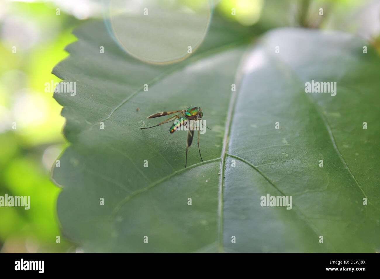 Insects fruit fly Stock Photo - Alamy