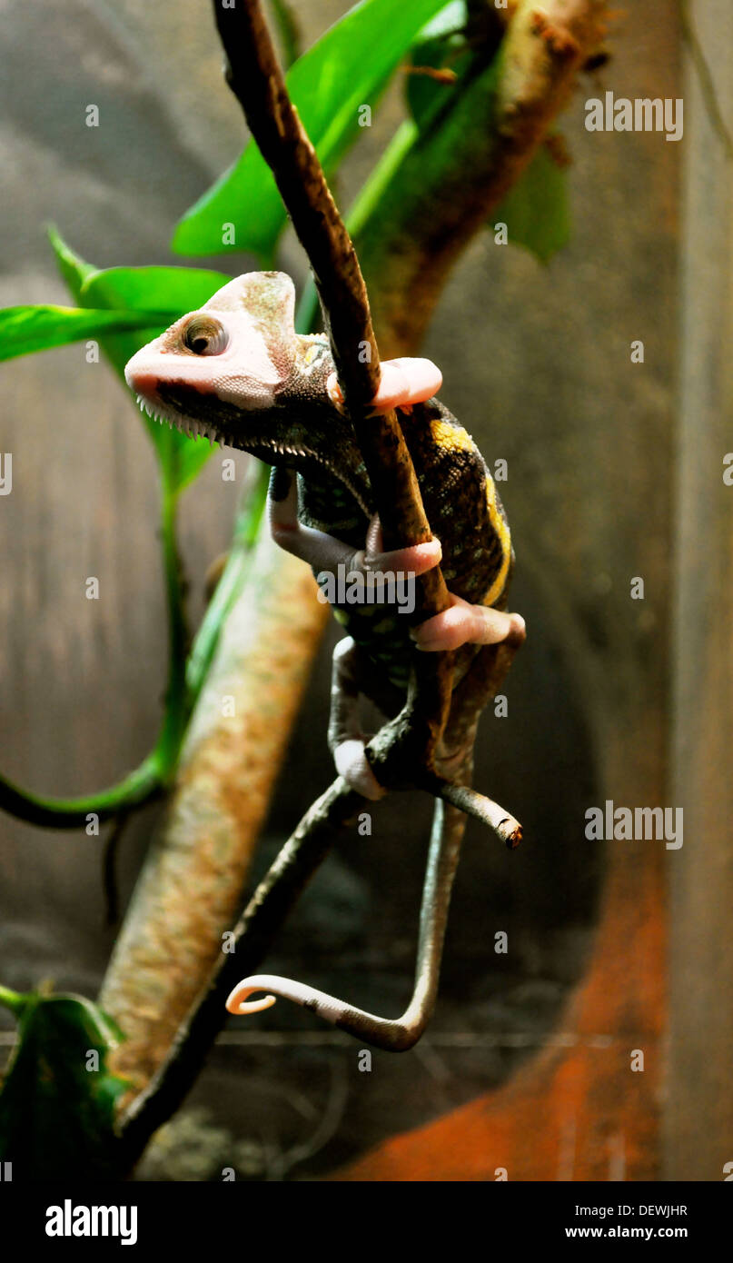 Lizard with leaves hi-res stock photography and images - Alamy