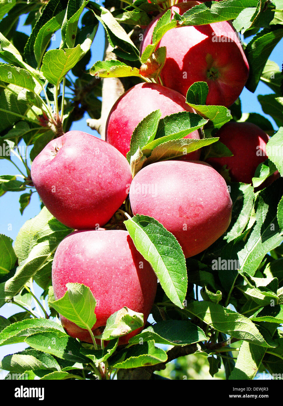 Apple red chief hi-res stock photography and images - Alamy
