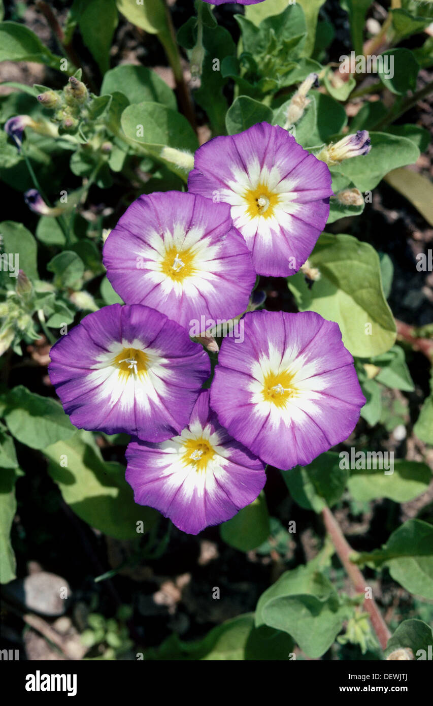 Convulvulus hi-res stock photography and images - Alamy
