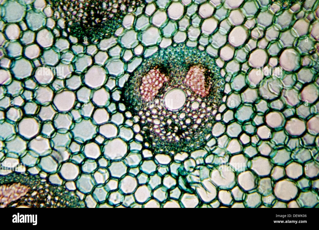 Petiole Cross Section