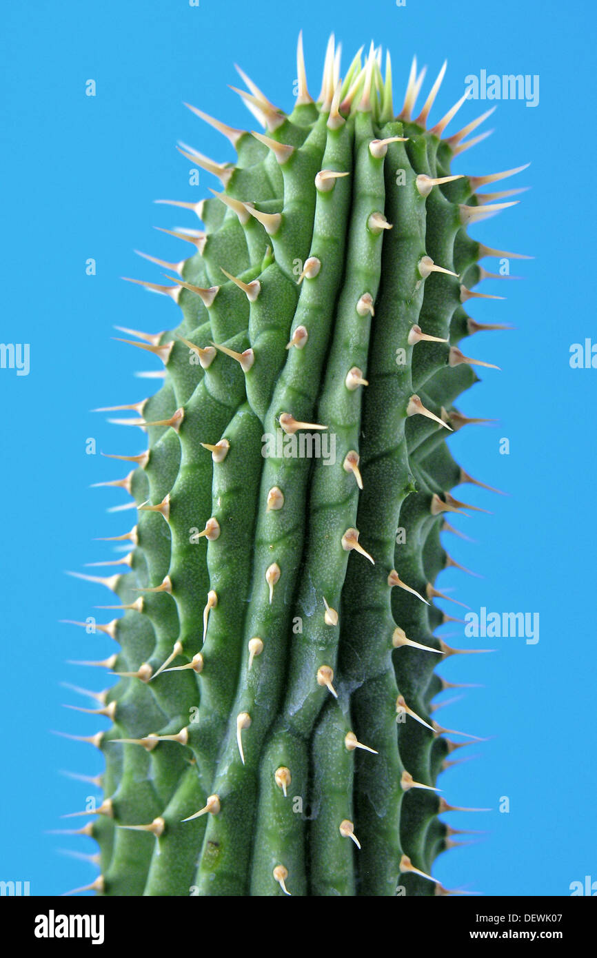 Hoodia Cactus Stock Photos & Hoodia Cactus Stock Images - Alamy